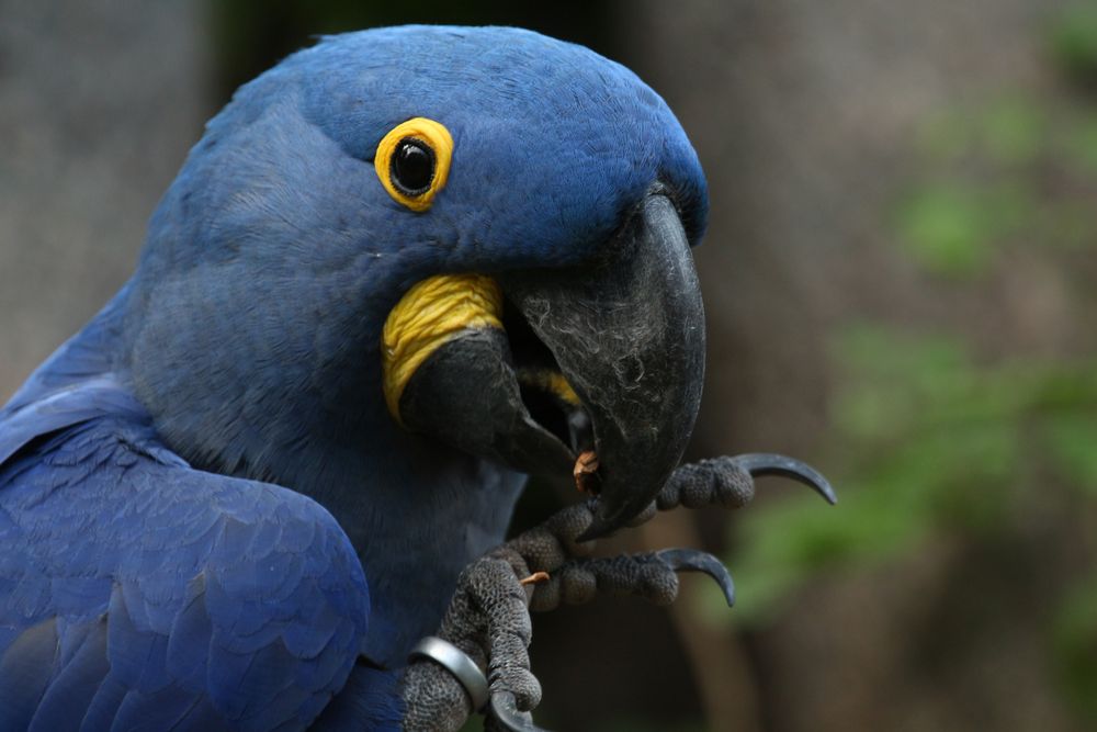 Hyazinthara Foto & Bild | tiere, haustiere, vögel Bilder auf fotocommunity