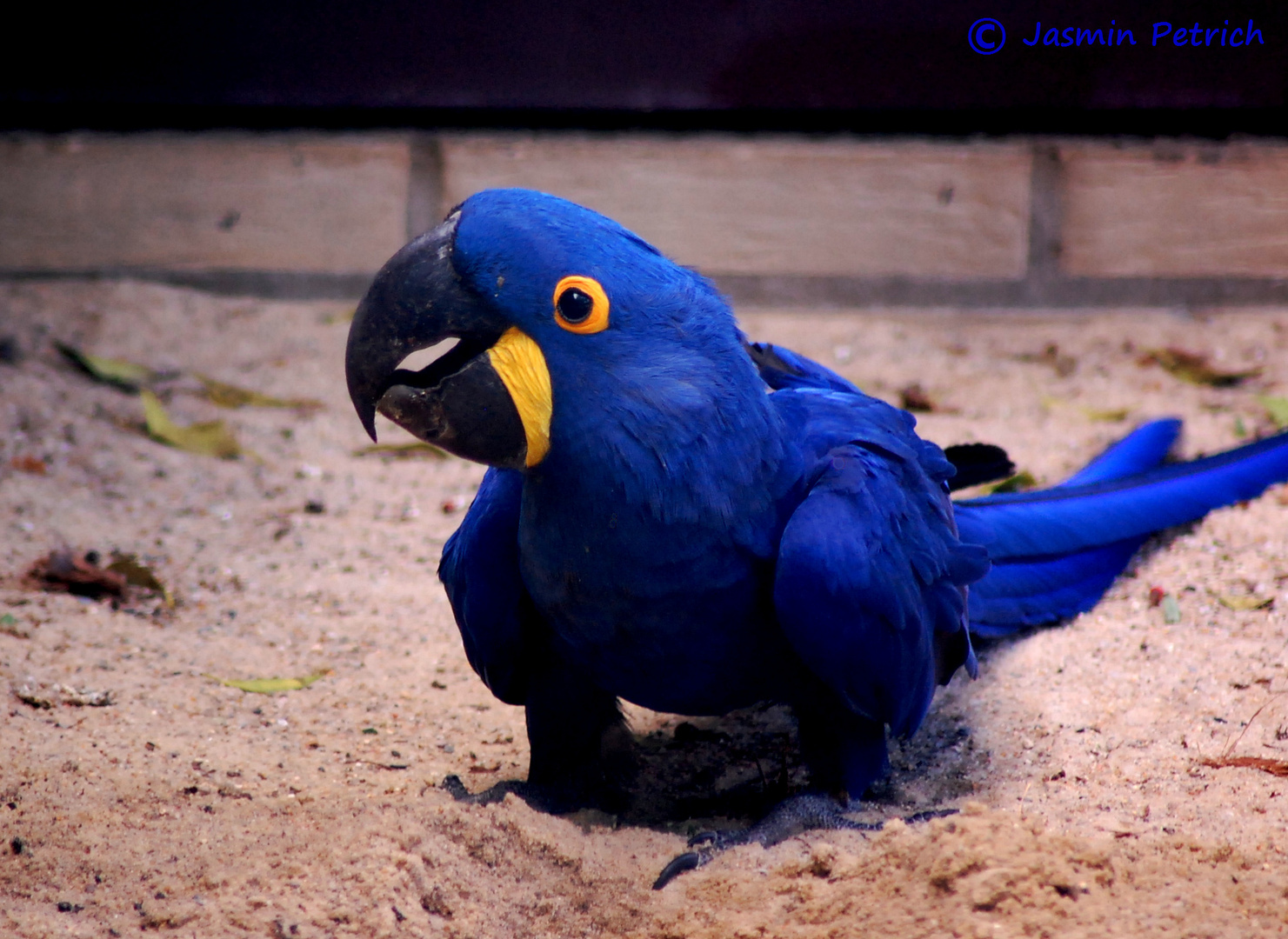 Hyazinthara Foto & Bild | natur, tiere, vögel Bilder auf fotocommunity
