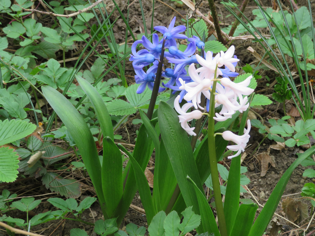 Hyazinthen Foto & Bild | pflanzen, samen, natur, pflanzen Bilder auf ...