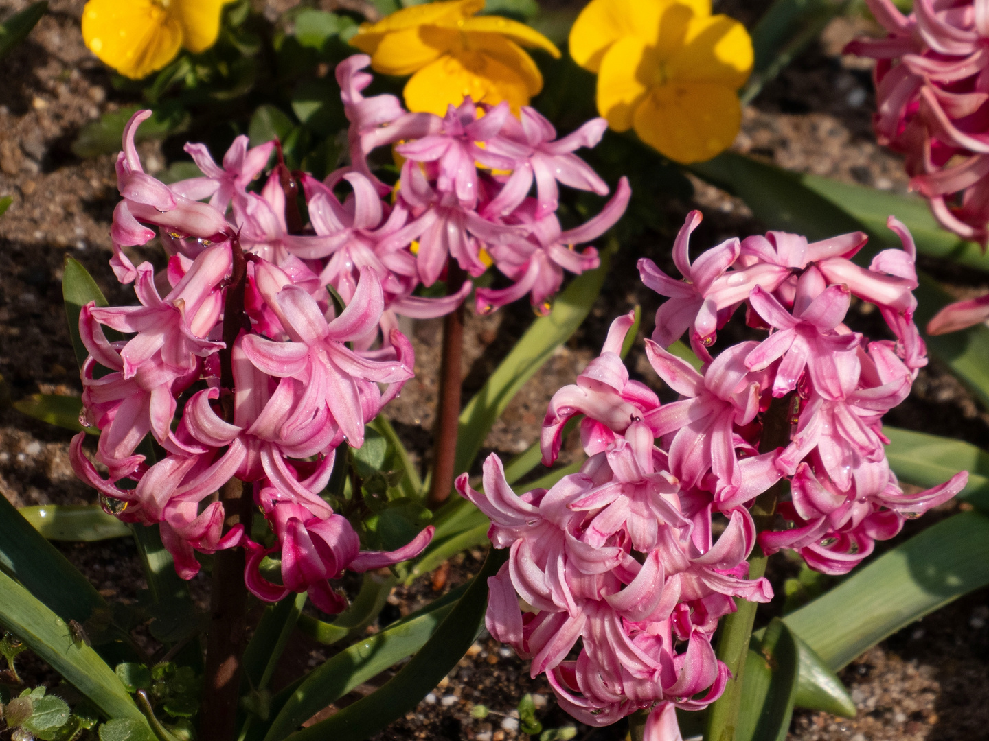 Hyazinthen Foto & Bild | natur, kleinpflanzen, gartenpflanzen ...