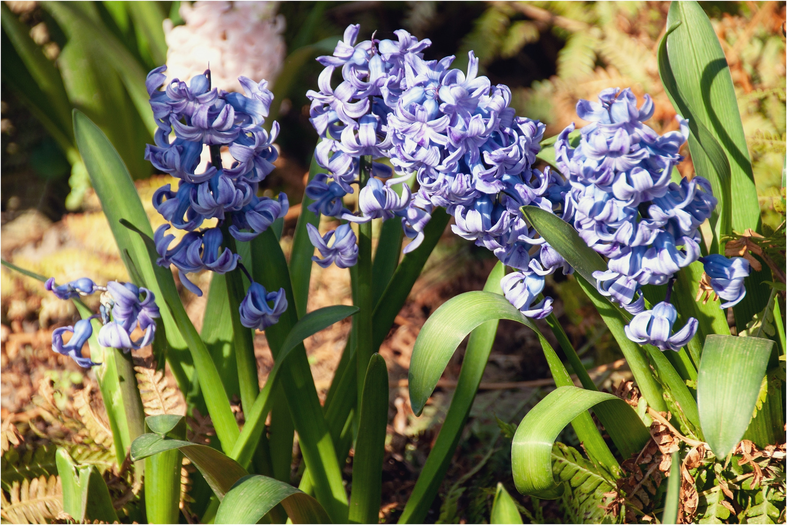Hyazinthen im Nordpark Foto & Bild | natur, kleinpflanzen, hyazinthen ...