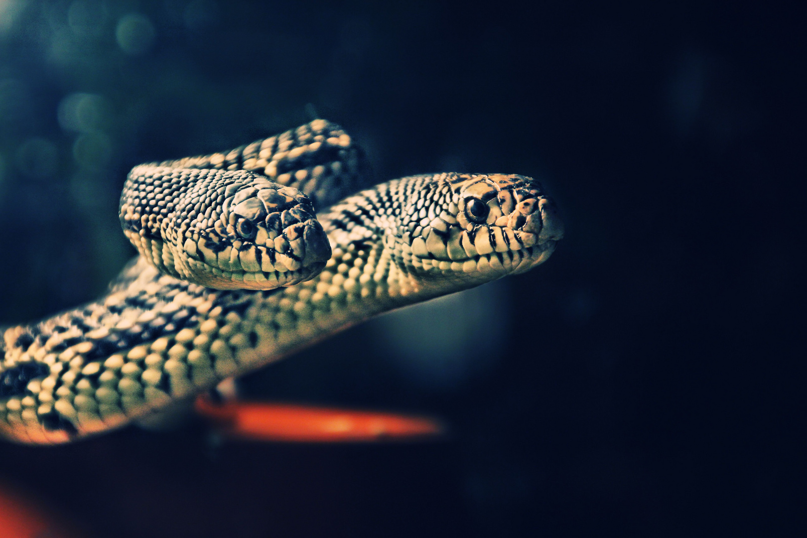 Hydra Foto & Bild | tiere, wildlife, amphibien & reptilien Bilder auf ...