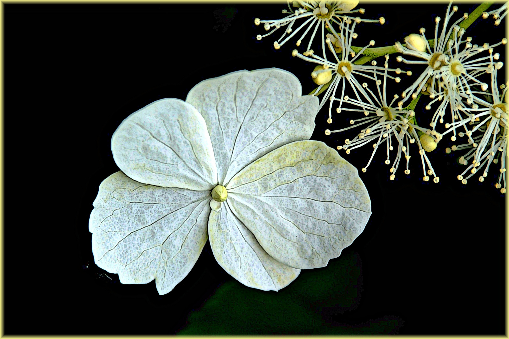 Hydrangea (anomala) petiolaris Foto & Bild | pflanzen, pilze & flechten ...