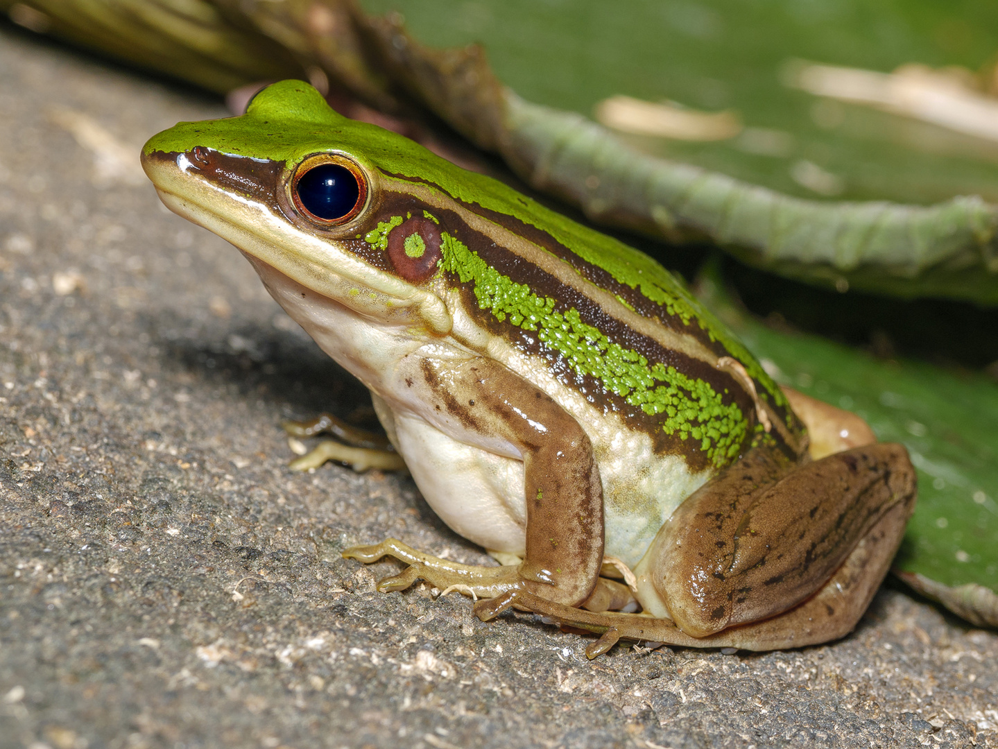 Hylarana erythraea Foto & Bild | fotos, world, natur Bilder auf ...