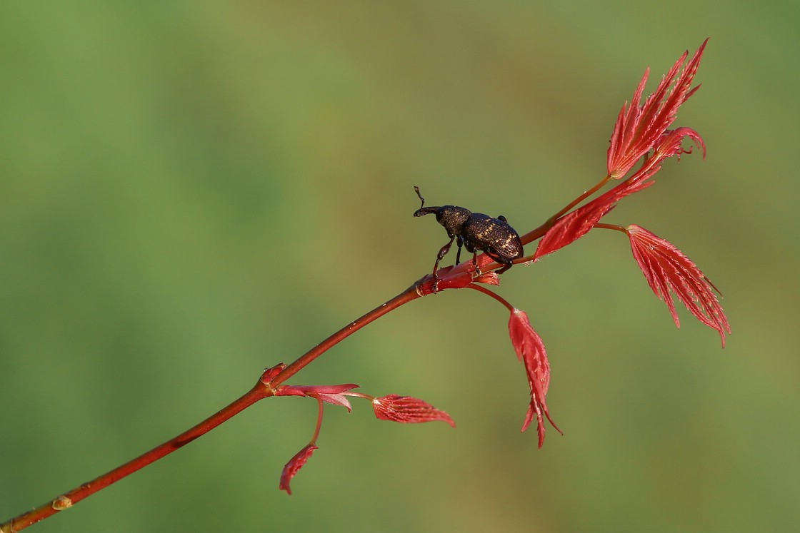 Hylobius abietis Foto & Bild | makro, frühling, april Bilder auf ...