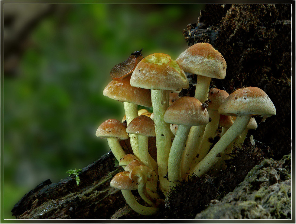 Hypholoma fasciculare Foto & Bild | pflanzen, pilze & flechten, pilze ...