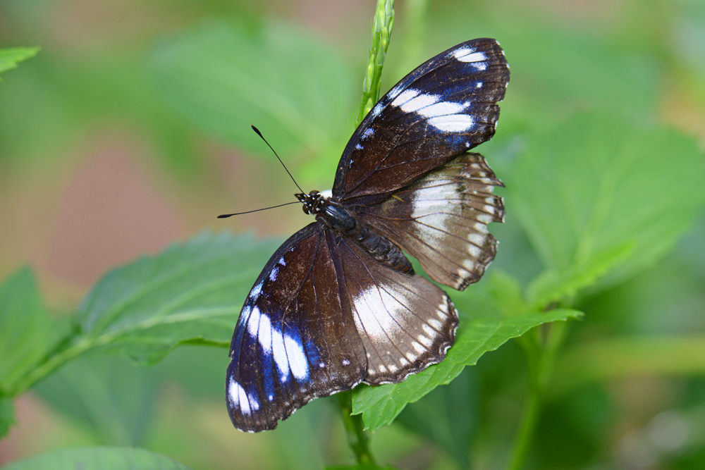 Hypolimnas bolina mâle photo et image | animaux, zoo et animaux en ...