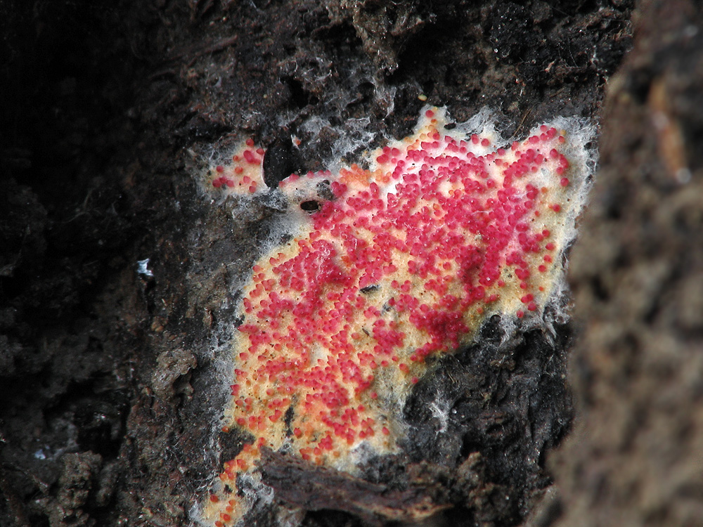 Hypomyces rosellus Foto & Bild | pflanzen, pilze & flechten, pilze ...