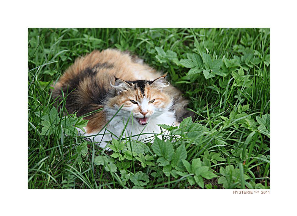 HYSTERIE Foto & Bild | tiere, haustiere, katzen Bilder auf fotocommunity