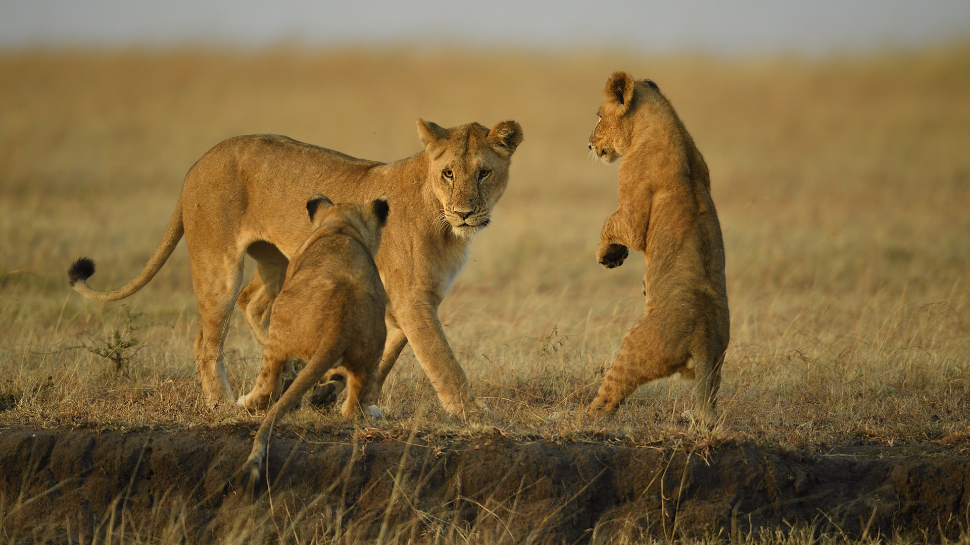 I am taller Foto & Bild | fotos, nikon, world Bilder auf fotocommunity