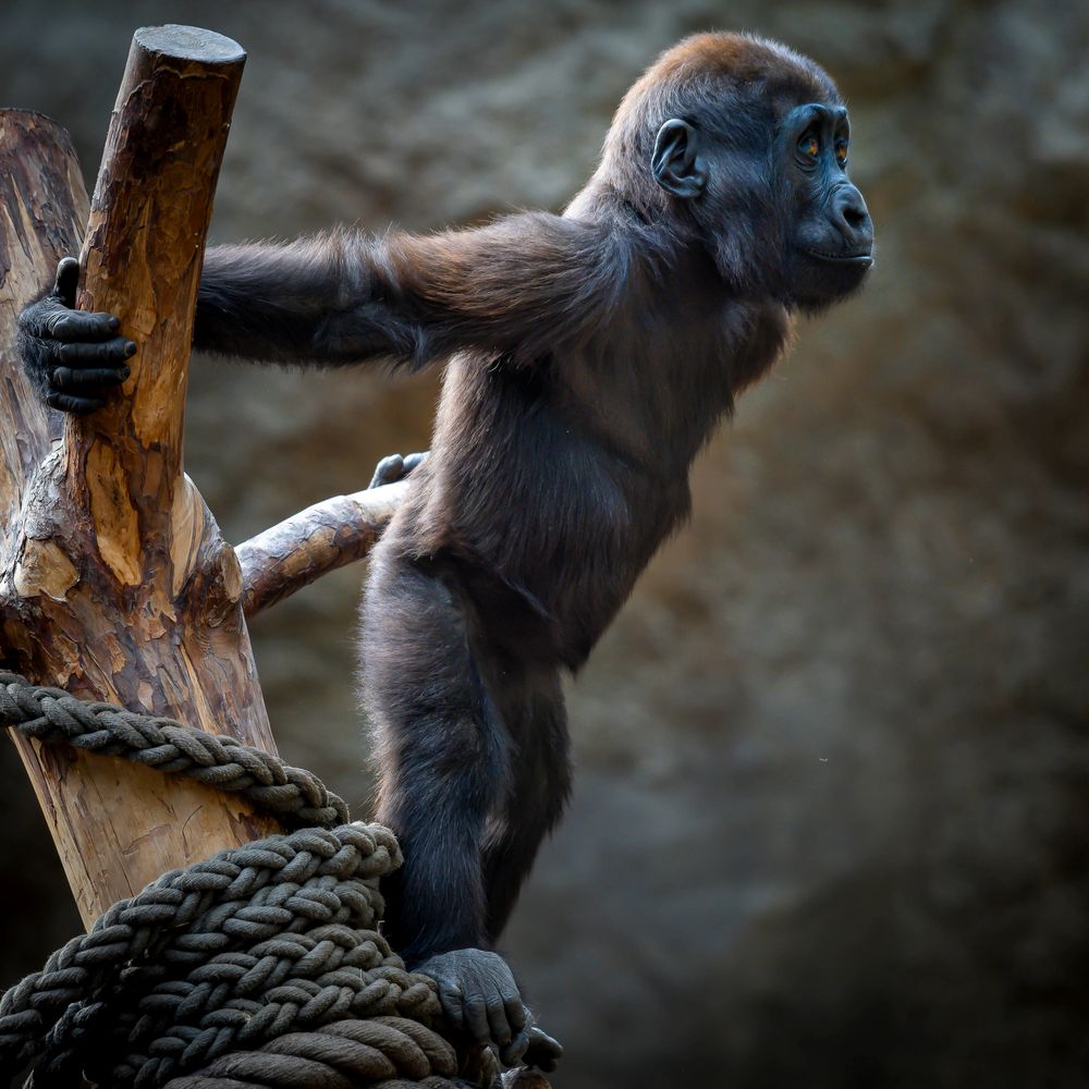 I am the King of the World! Foto & Bild | natur, zoo, tiere Bilder auf ...