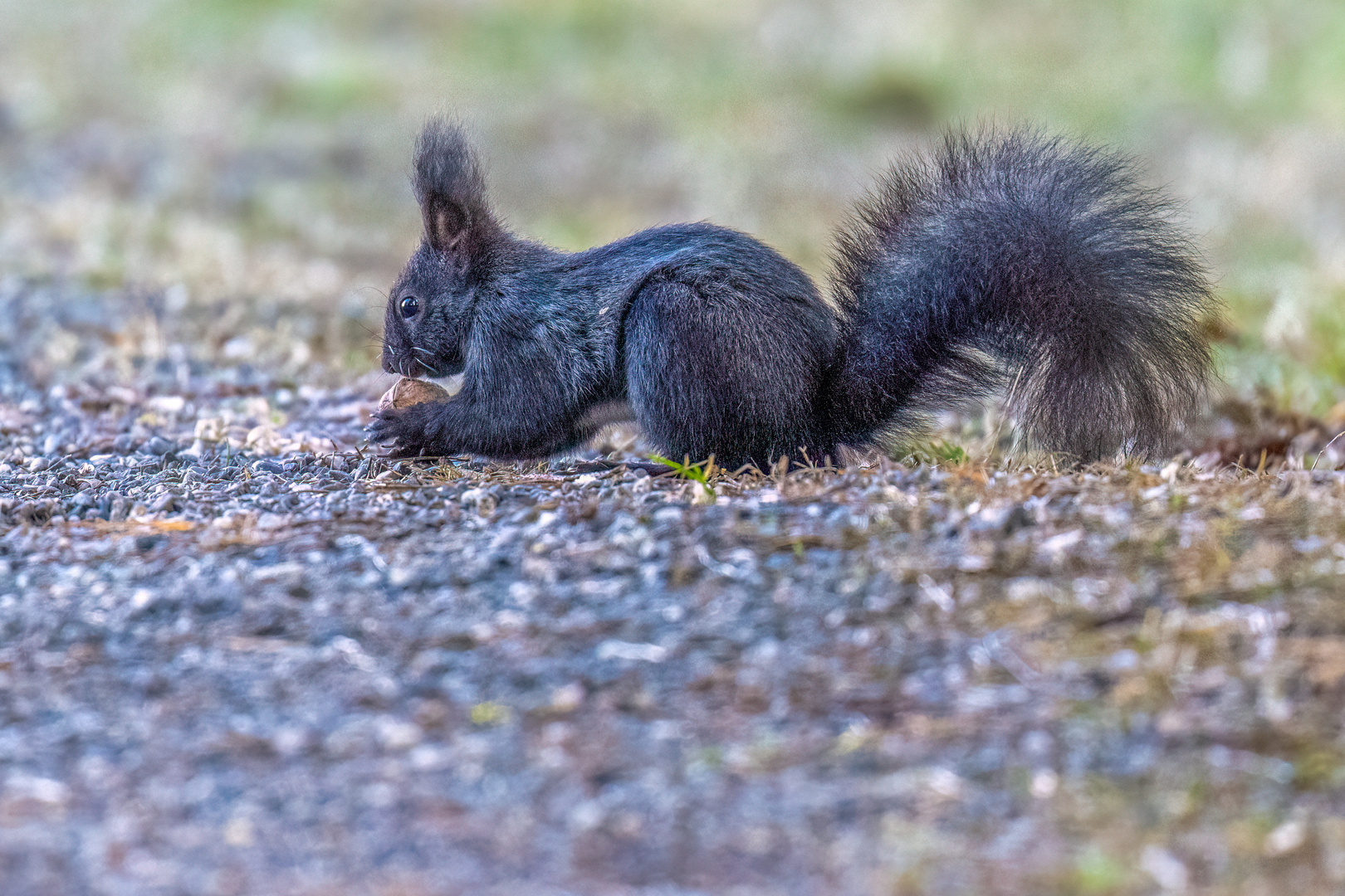 I love squirrels they're so cute. Foto & Bild | tiere, wildlife ...