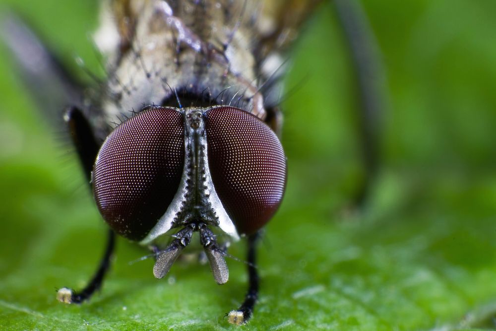 I love your smile ;-) Facettenaugen einer Fliege Foto & Bild | tiere ...