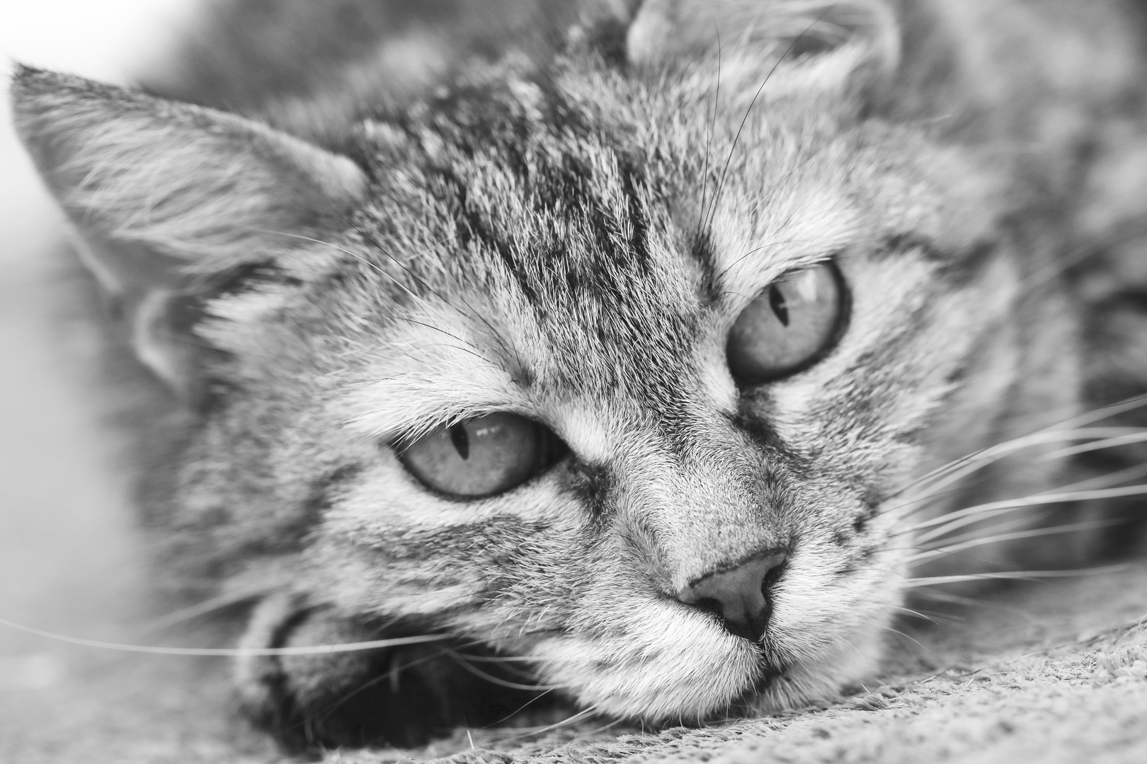 I see You - Cat Portrait BW Foto & Bild | tiere, kunstfotografie ...