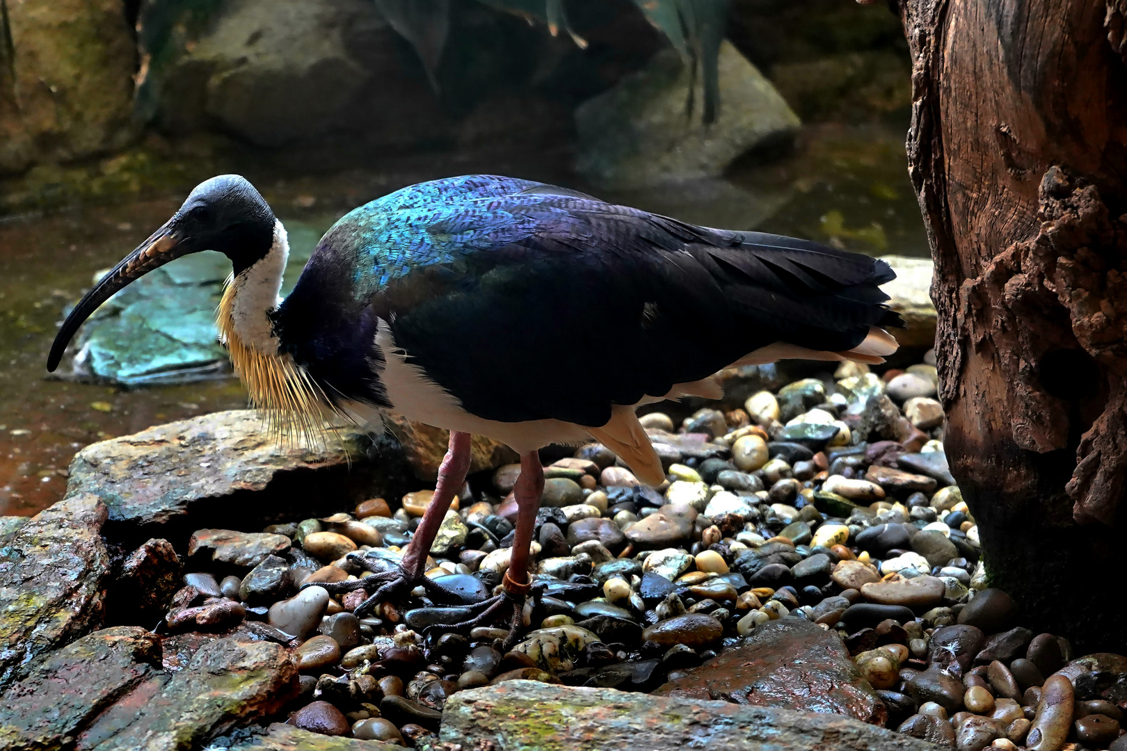 Ibis Foto & Bild | deutschland, europe, hessen Bilder auf fotocommunity