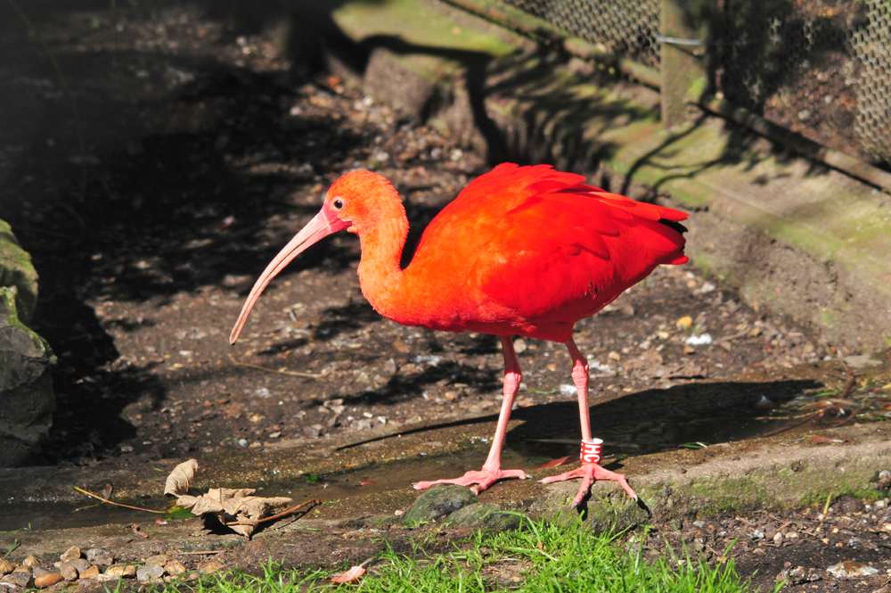 Ibis rouge photo et image | animations photographiques, un jour - une ...