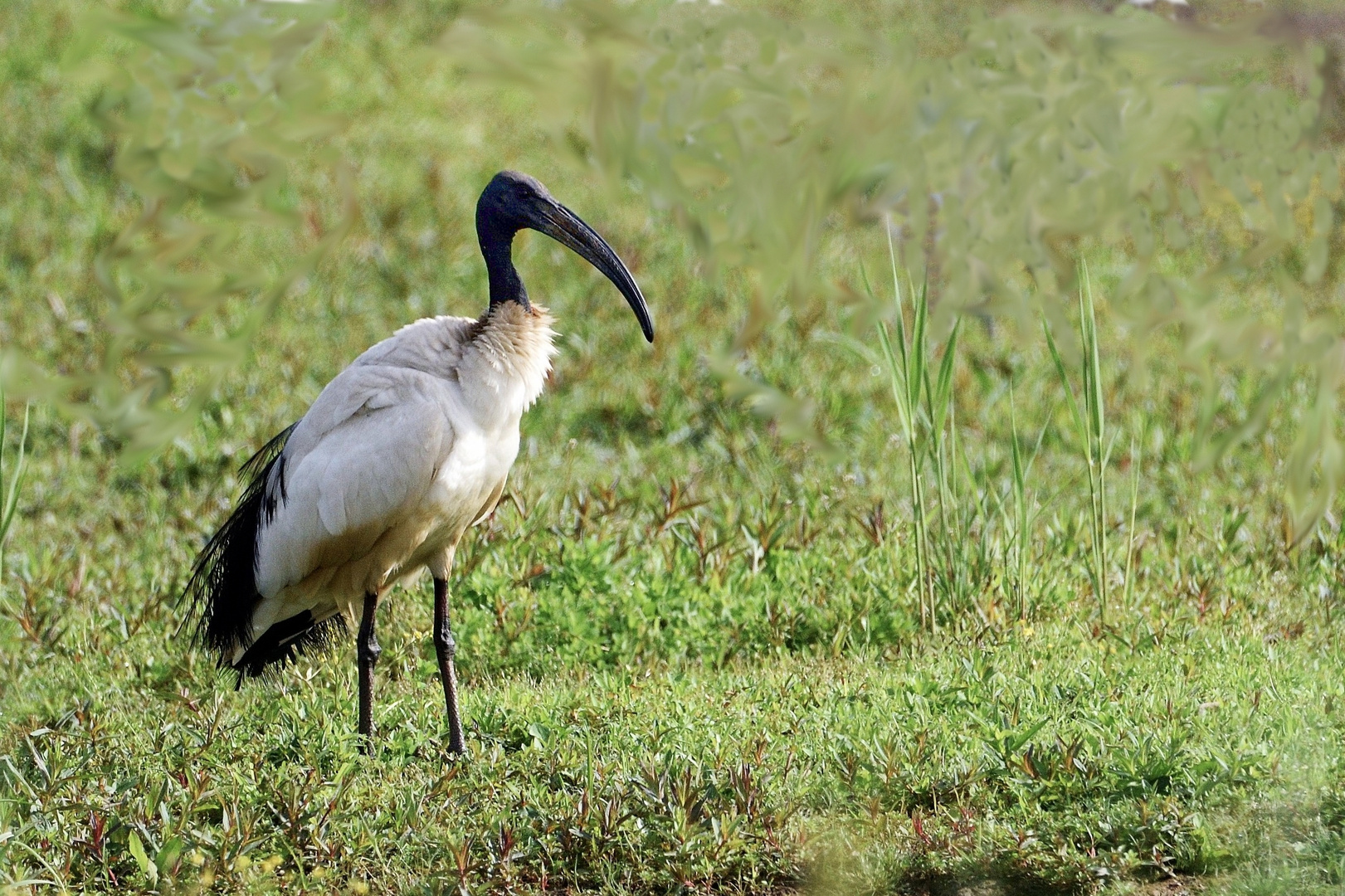 Ibis sacro Foto % Immagini| animali, uccelli allo stato libero, animali ...