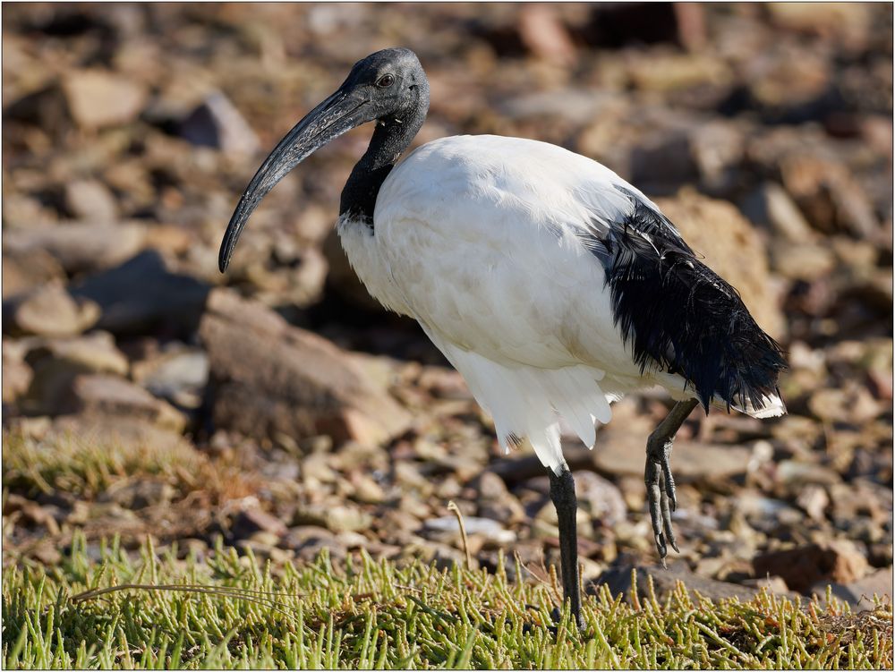 Ibis -Thementag SW- Foto & Bild | world, natur, tiere Bilder auf ...