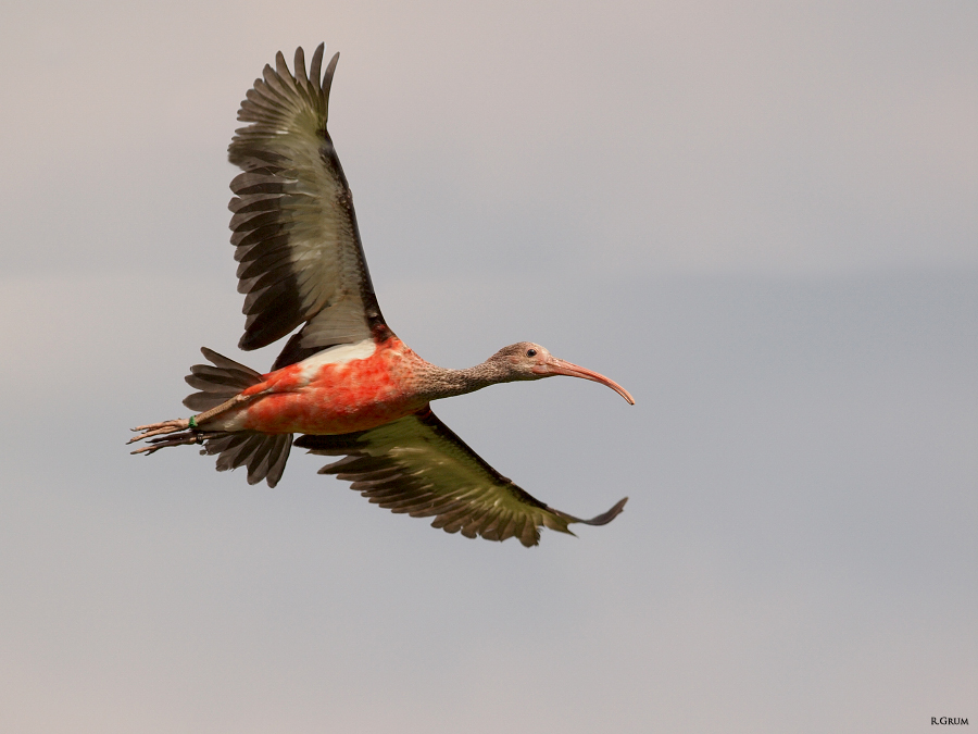 Ibiss Foto & Bild | tiere, zoo, wildpark & falknerei, vögel Bilder auf ...