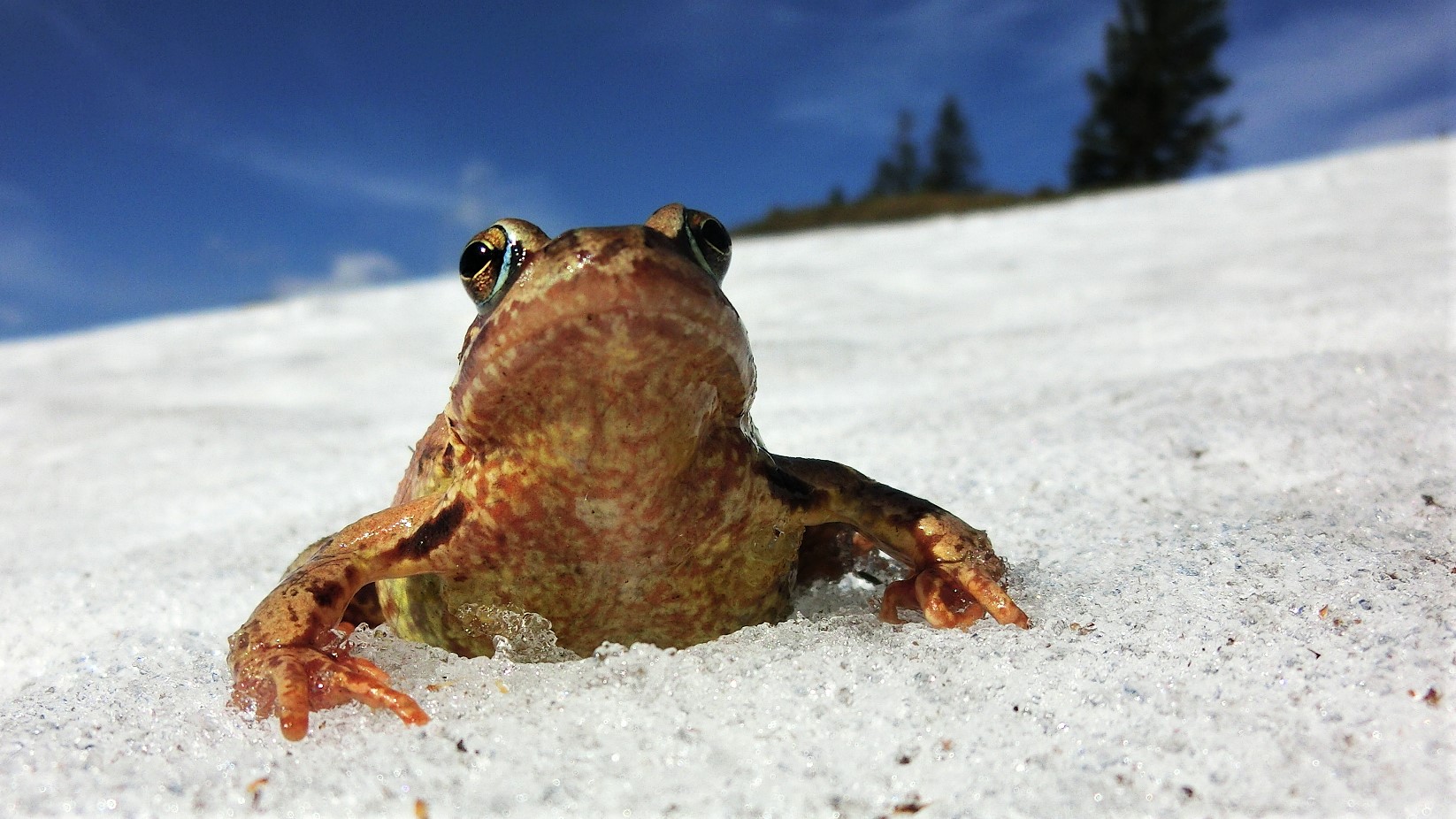 Ice Frogs Foto & Bild | Bilder auf fotocommunity