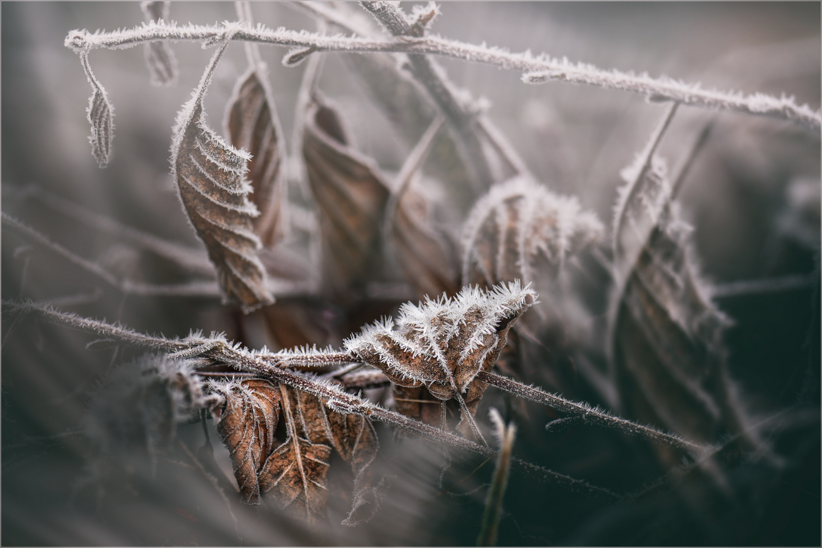 * ice stars * Foto & Bild | Bilder auf fotocommunity