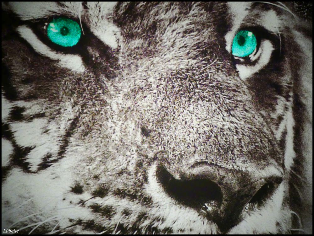 Ice Tiger Foto & Bild | tiere, wildlife, säugetiere Bilder auf ...