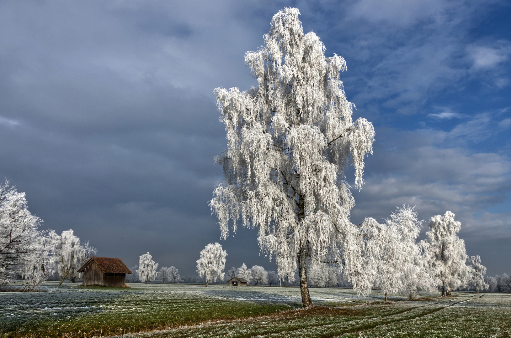 Ice trees Foto & Bild | landschaft, Äcker, felder & wiesen, fotos ...