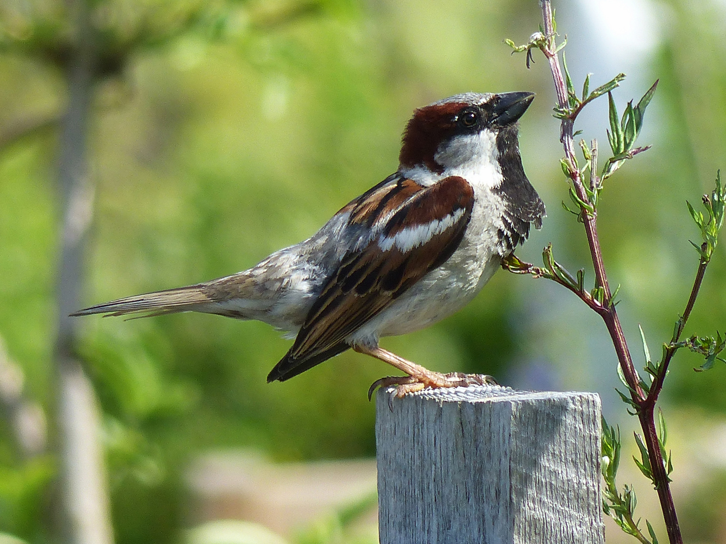 Ich bin der schönste Spatz im ganzen Garten Foto & Bild | natur tiere ...