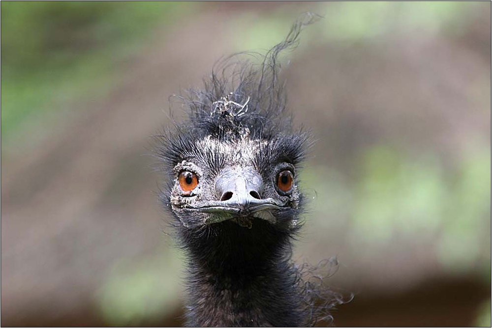 Ich bin doch ein Netter, gelle? Foto & Bild | tiere, zoo, wildpark ...