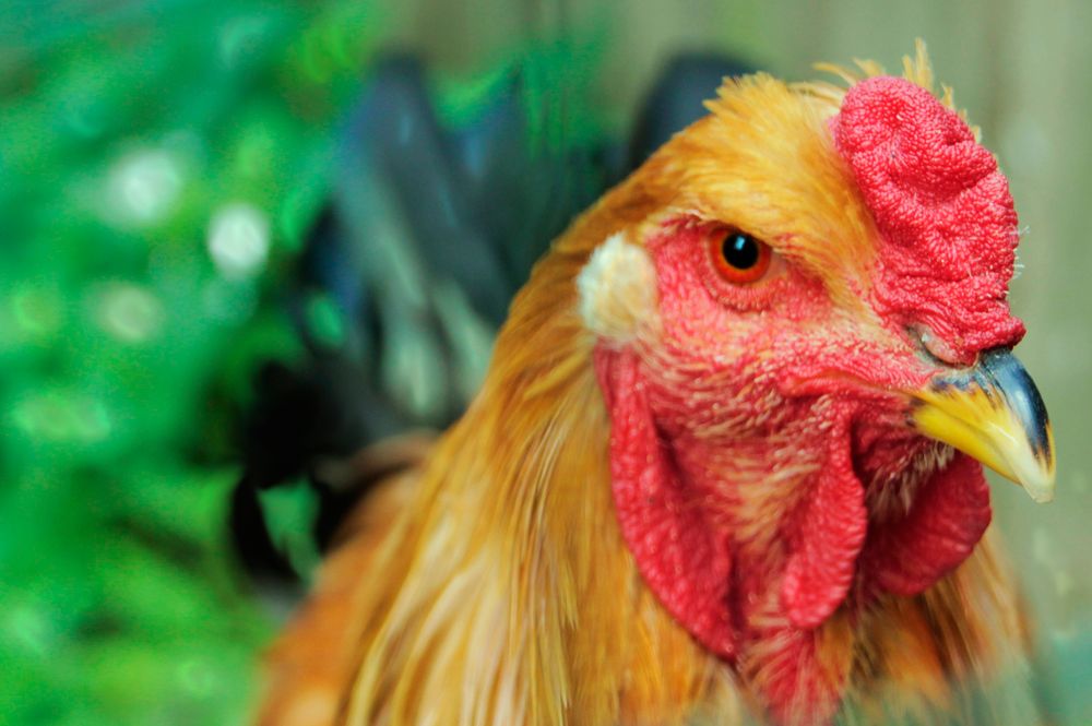 Ich bin ein Huhn Foto & Bild | tiere, haustiere, natur Bilder auf ...