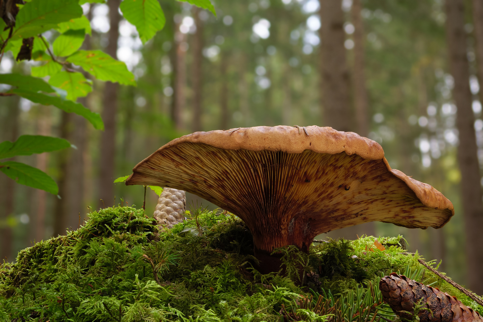 Ich bin ein Riese (Kahler Krempling) Foto & Bild | fotos, wald, makro ...