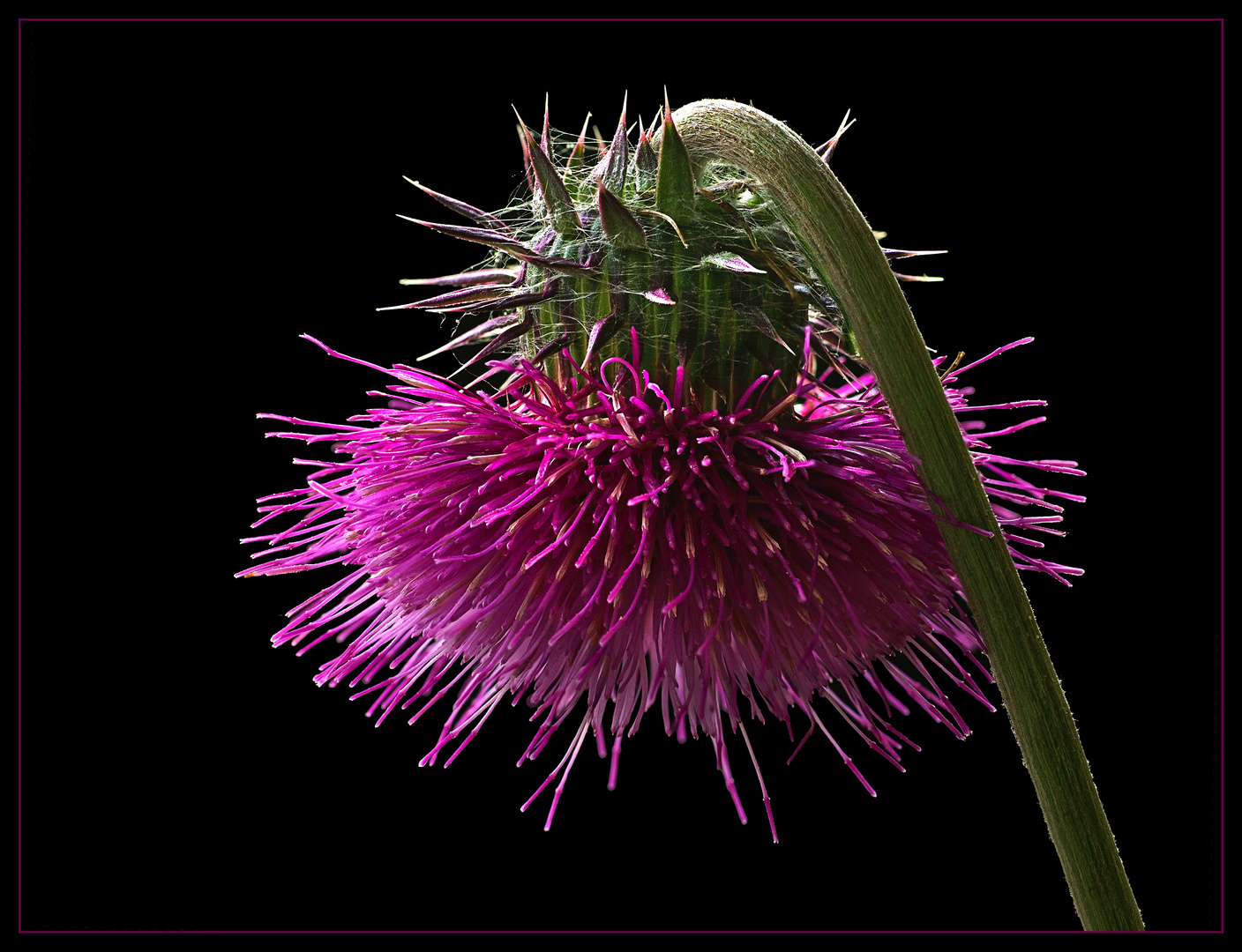 Ich bin eine nickende Distel ( Carduus nutans ) Foto & Bild | canon ...