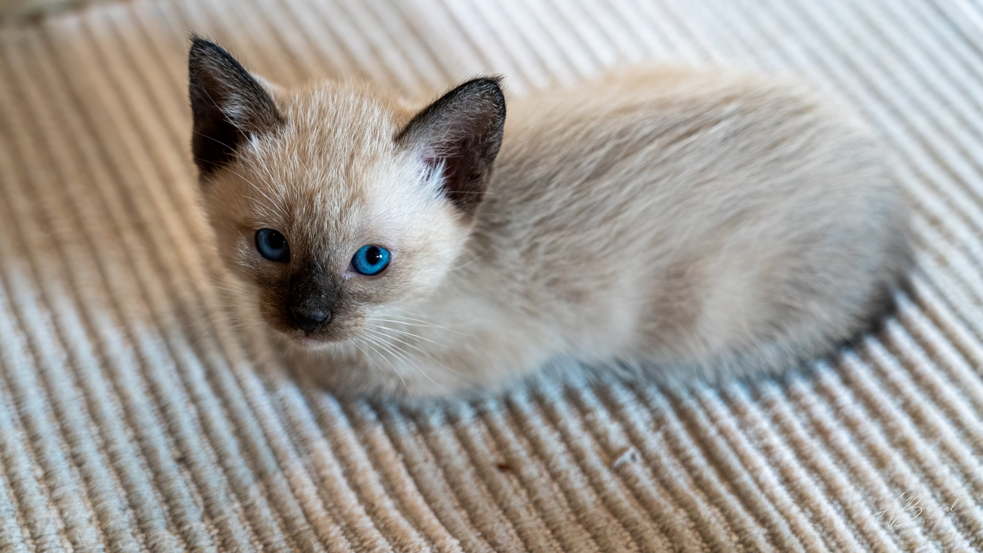 Ich bin ganz brav Foto & Bild | tiere, haustiere, katzen Bilder auf ...