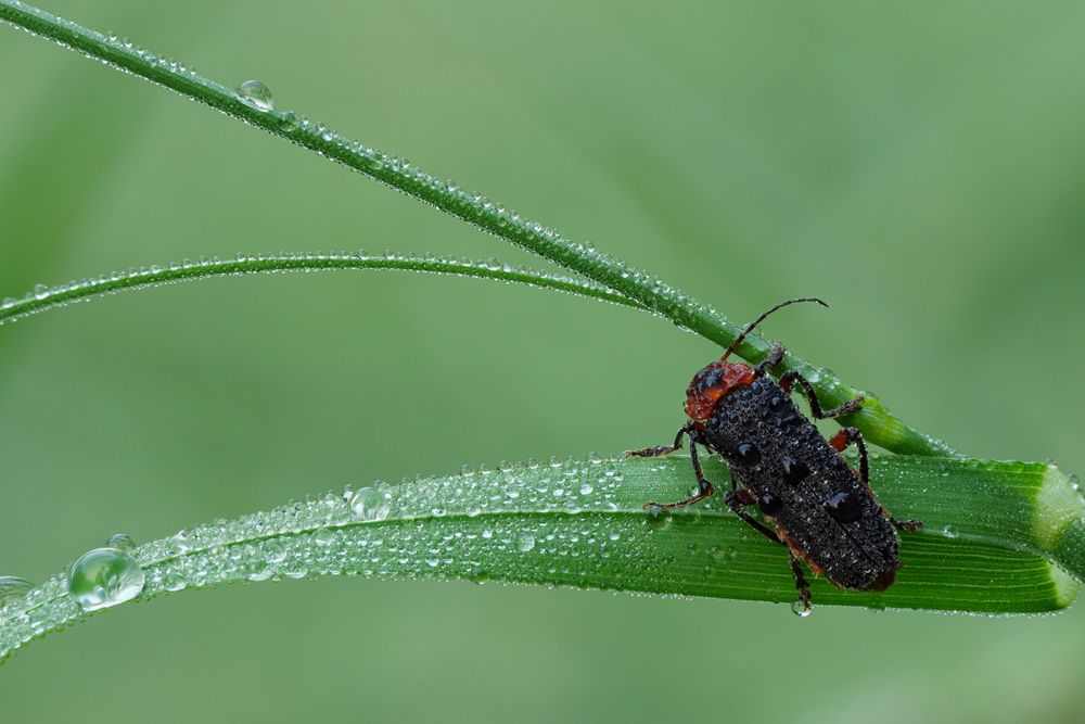 Ich bin sehr gespannt auf eure Meinung, Foto & Bild | tiere, wildlife ...