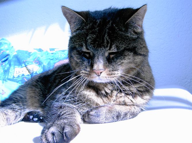Ich bin sooo müde Foto & Bild | tiere, haustiere, katzen Bilder auf ... Ich bin sooo müde Foto & Bild | tiere, haustiere, katzen Bilder auf ...