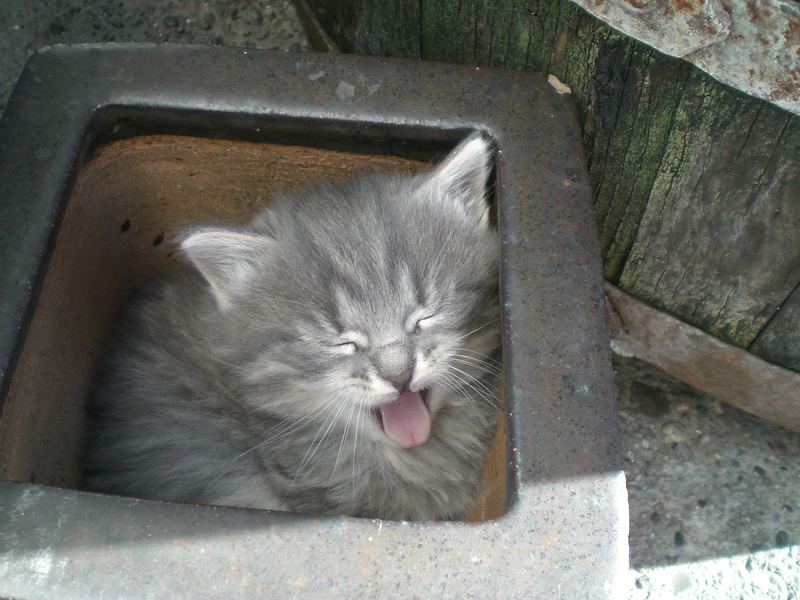 ich bin sooo müde..... Foto & Bild | tiere, haustiere, katzen Bilder ... ich bin sooo müde..... Foto & Bild | tiere, haustiere, katzen Bilder ...
