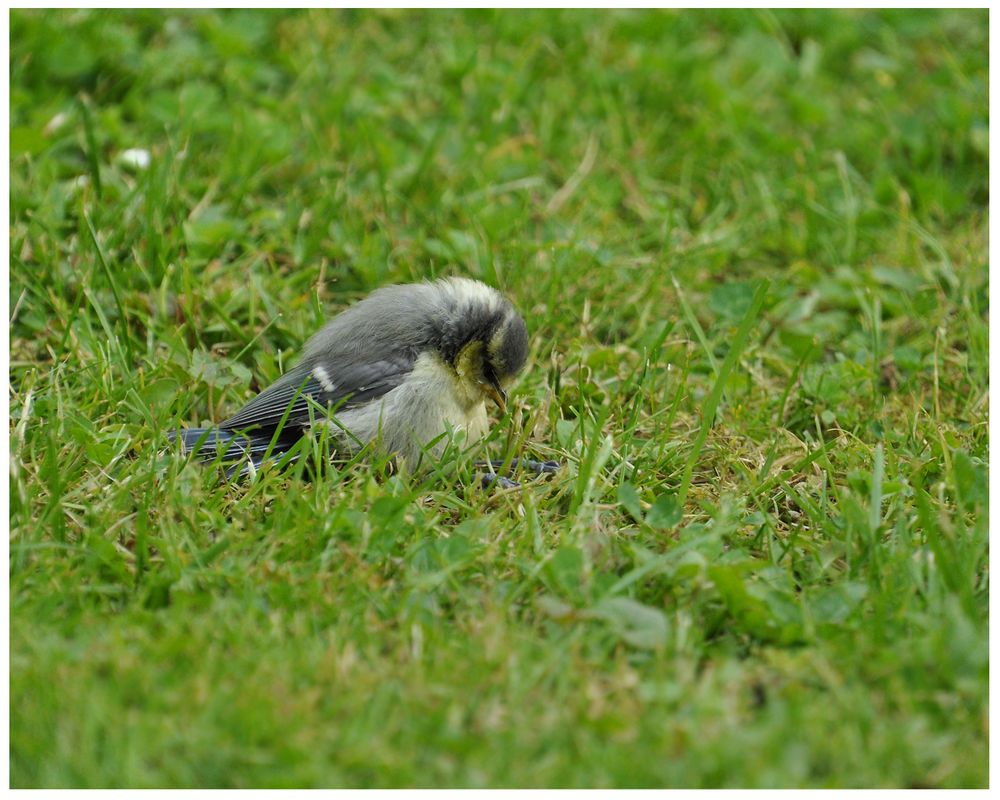 Ich bin sooo müde Foto & Bild | natur, tiere, vögel Bilder auf ... Ich bin sooo müde Foto & Bild | natur, tiere, vögel Bilder auf ...