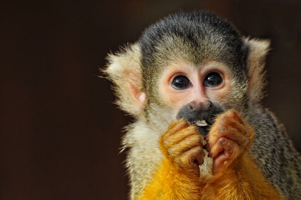 ich drücke ganz fest die Daumen .... Foto & Bild | tiere, zoo, wildpark ...