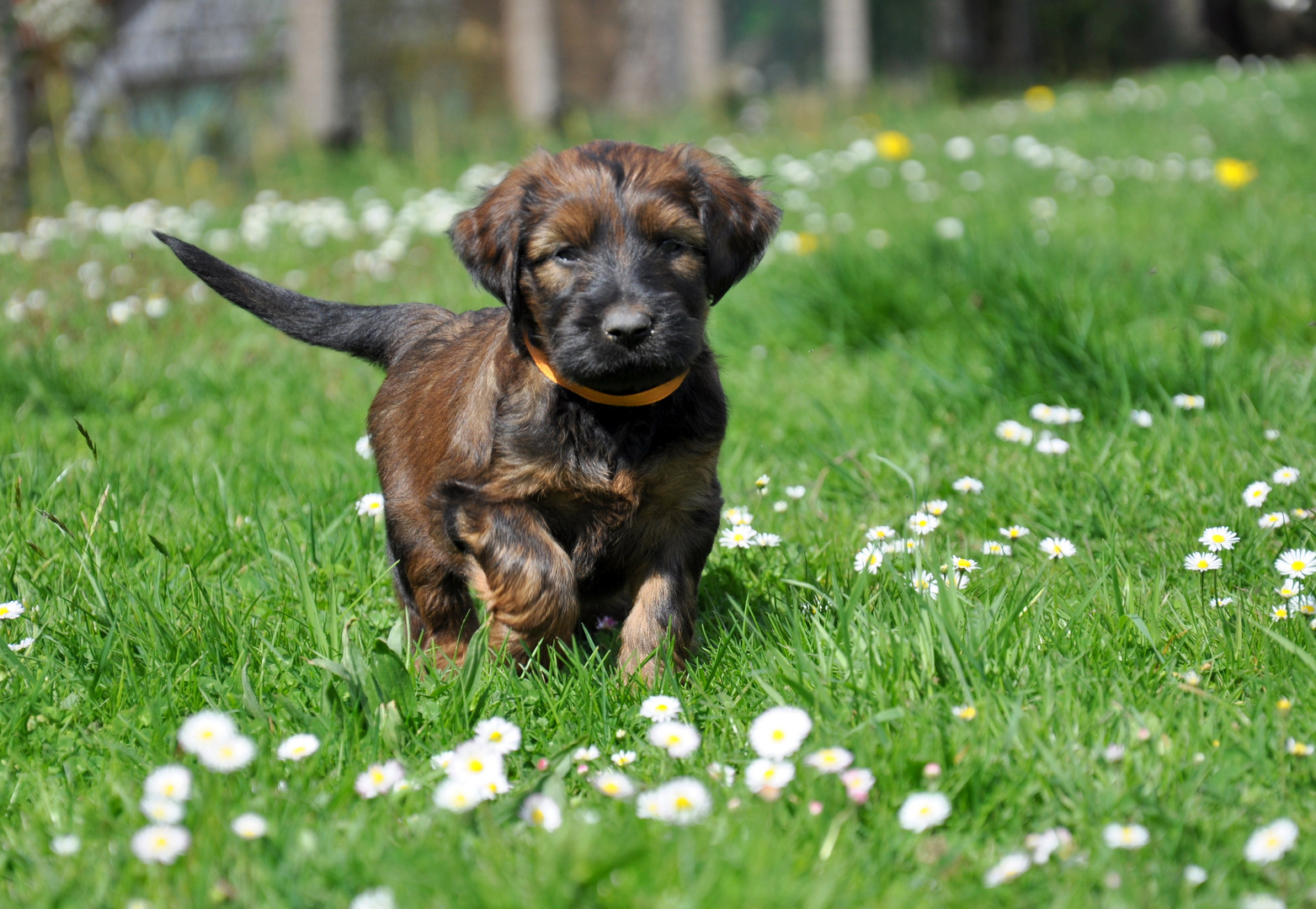 Ich erkunde den Garten Foto & Bild | tiere, haustiere, hunde Bilder auf ...