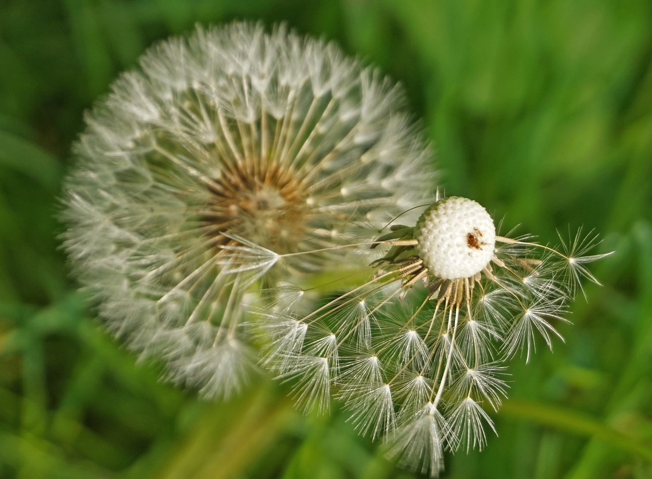 Ich flattere mal voran,hier gehts lang-- Foto & Bild | blumen, makro ...