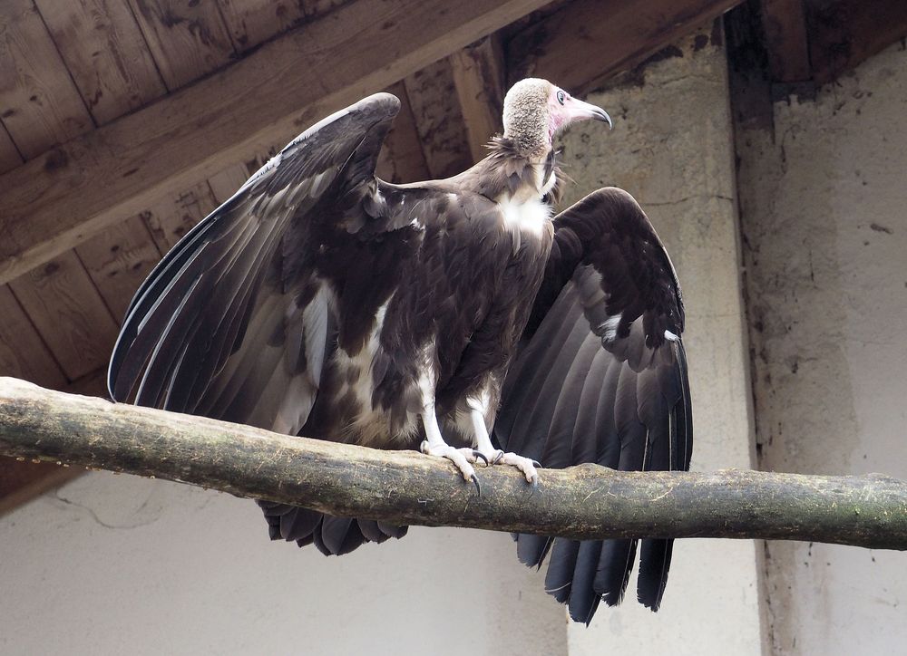 Ich fürchte es kreist bald der Pleitegeier... Foto & Bild | natur ...