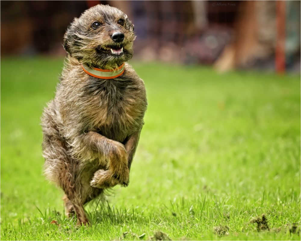 "Ich geb Gas, ich will Spaß ..." Foto & Bild | outdoor, hunde, hund Bilder auf fotocommunity