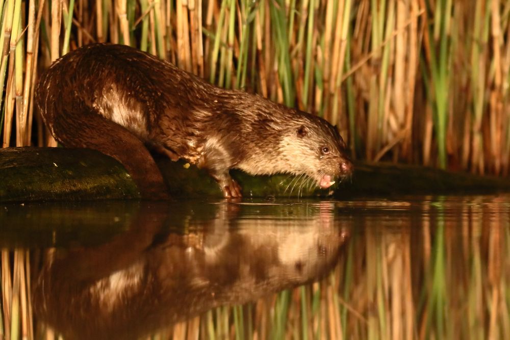 Ich geh mal einen Fisch fangen! Foto & Bild | natur, tiere, wildlife ...