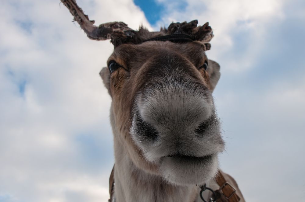 Ich glaub`, mich knutscht ein Elch... äh... Rentier Foto & Bild | tiere ...