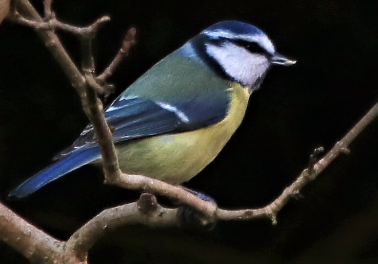 Ich hab' 'ne Meise Foto & Bild | tiere, wildlife, wild lebende vögel ...