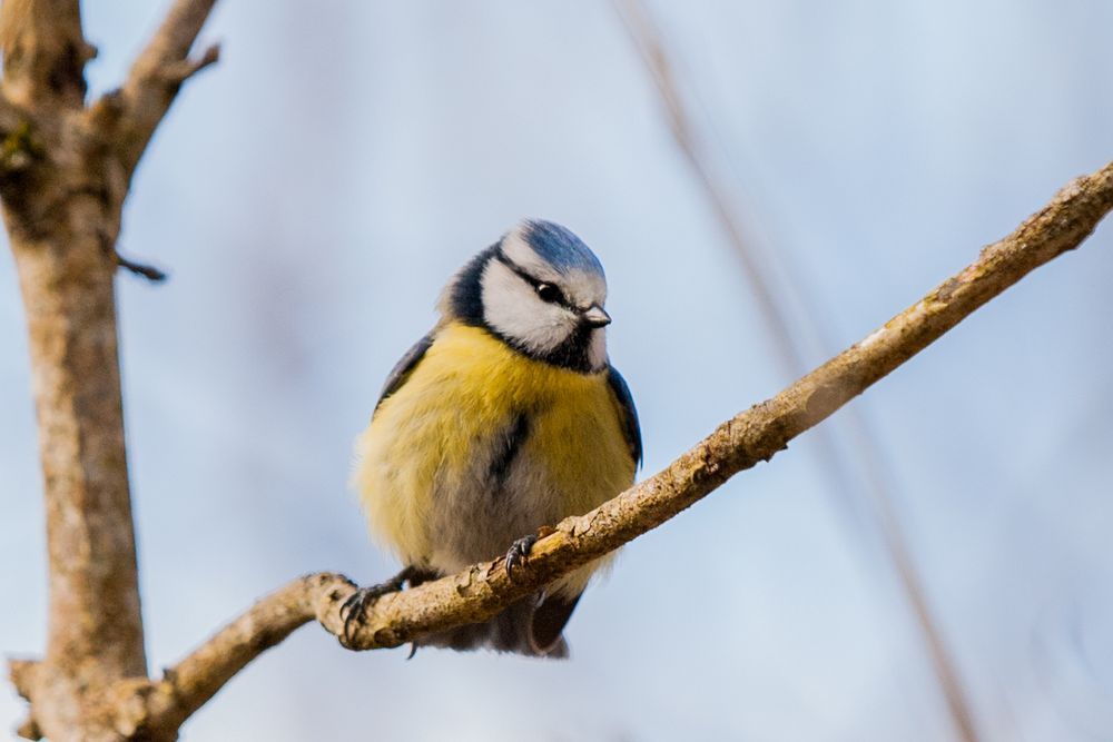 Ich hab ne Meise Foto & Bild | tiere, wildlife, wild lebende vögel ...