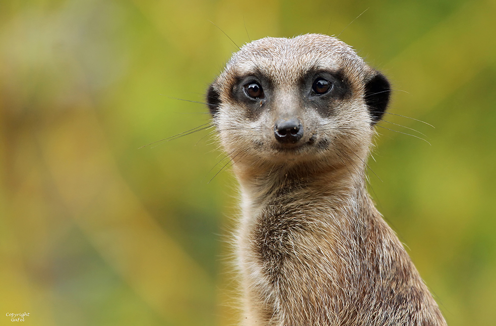 Ich hab schon gewartet Foto & Bild | natur, tiere, erdmännchen Bilder ...
