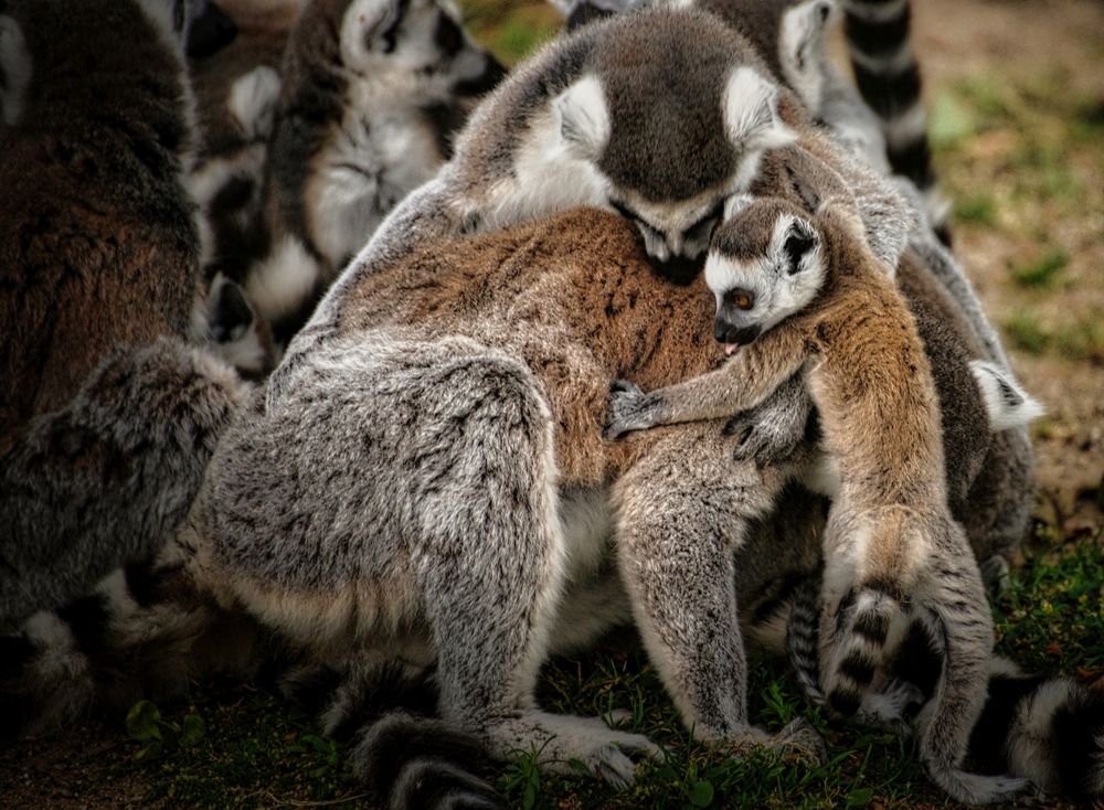 Ich habe Dich lieb.... Foto & Bild | tiere, emotionen, liebe Bilder auf ...