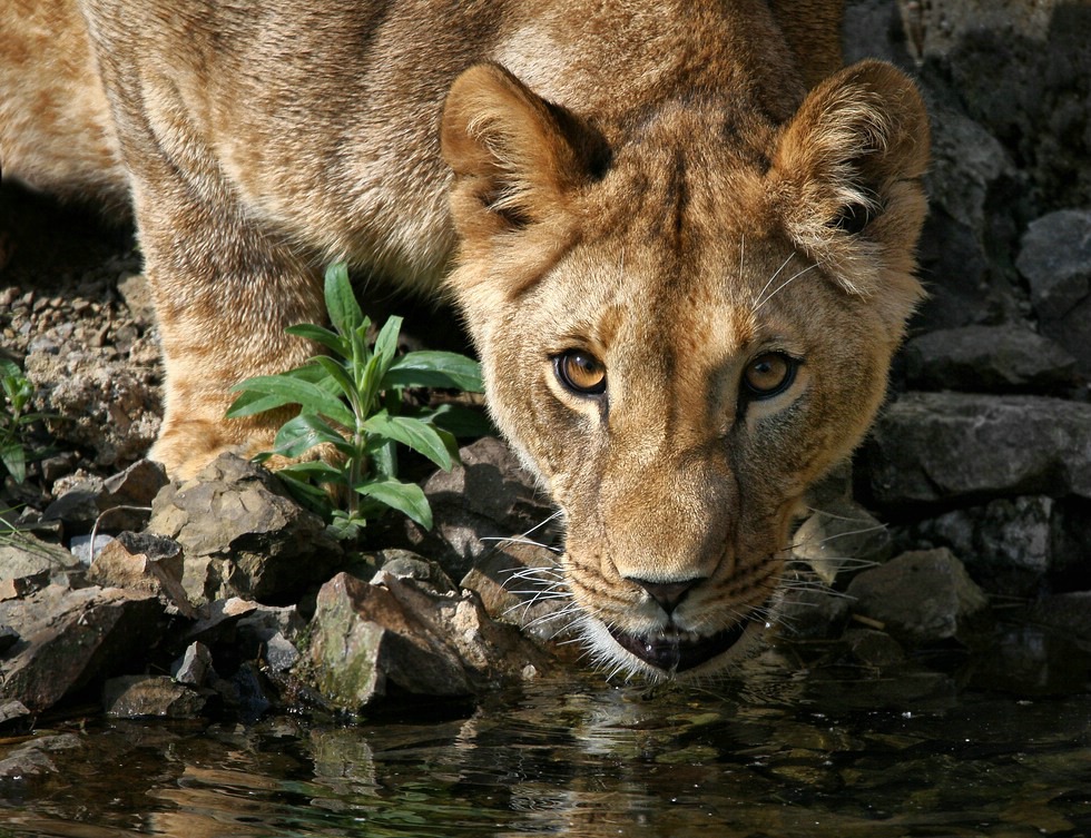 ich habe durst Foto & Bild | tiere, zoo, wildpark & falknerei ... ich habe durst Foto & Bild | tiere, zoo, wildpark & falknerei ...