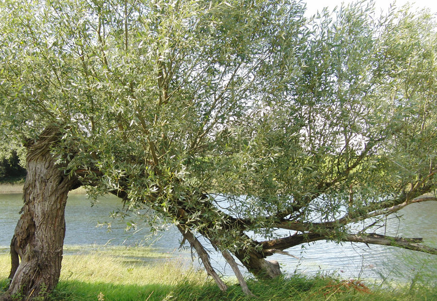 Ich habe durst...... Foto & Bild | pflanzen, pilze & flechten, bäume ... Ich habe durst...... Foto & Bild | pflanzen, pilze & flechten, bäume ...